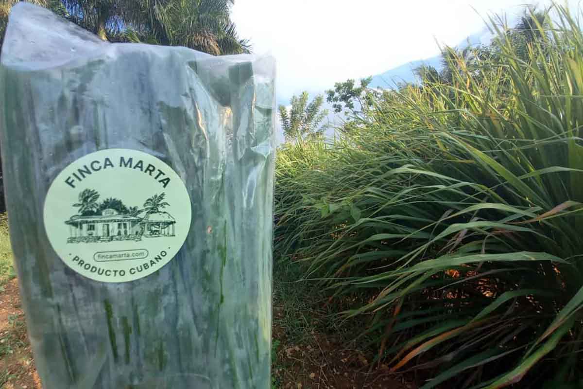 Finca Marta - Caña santa (50 g) - Envío a domicilio