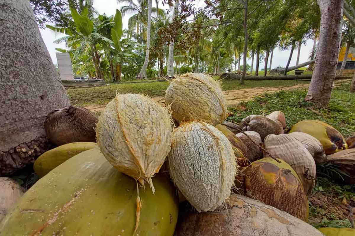 Finca Marta - Coco de agua (1 unidad) - Envío a domicilio